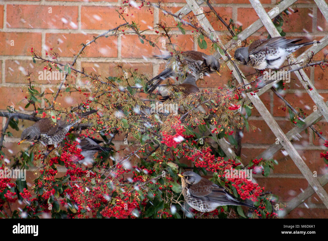 Large flock of fieldfares hi-res stock photography and images - Alamy