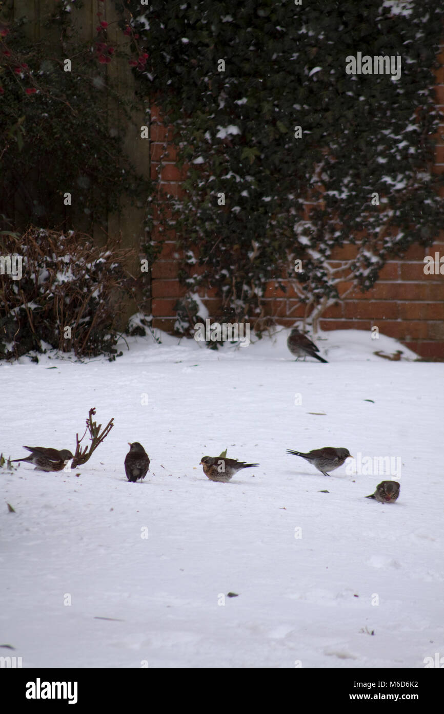 Fieldfare turdus pilaris flock hi-res stock photography and images - Alamy