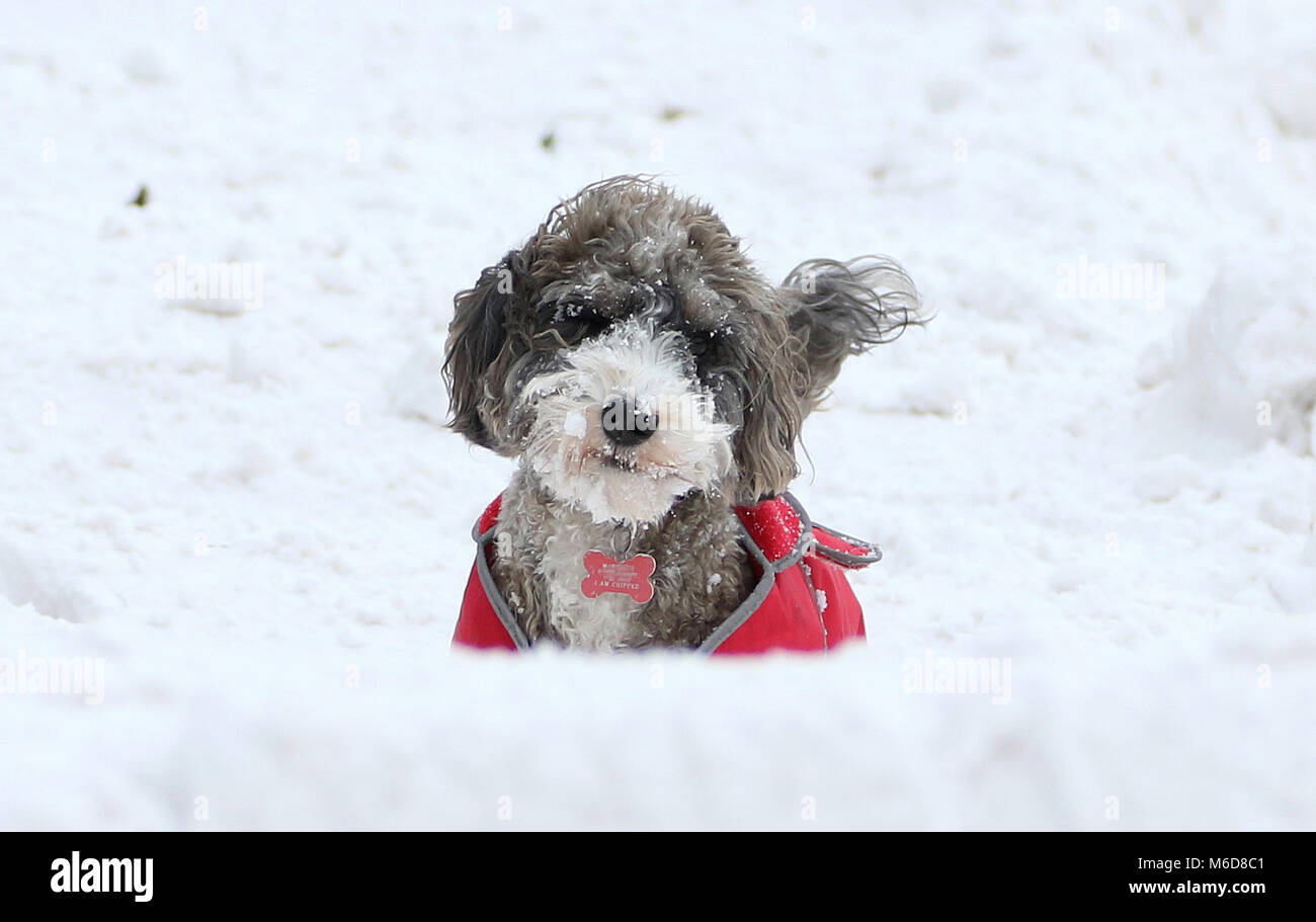 Peterborough, March 2nd 2018. Cookie the cockapoo dog isn't put off by ...