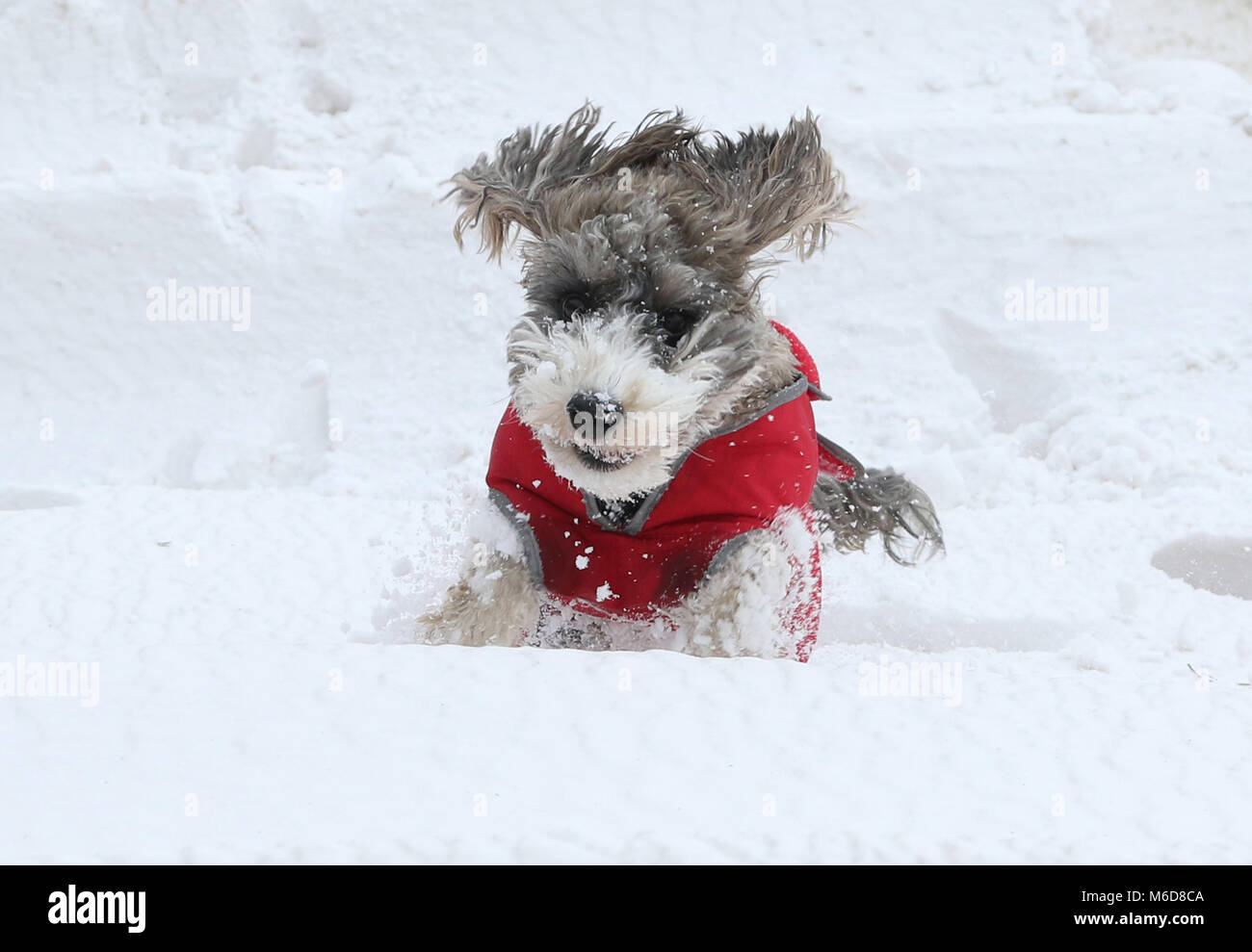 Peterborough, March 2nd 2018. Cookie the cockapoo dog isn't put off by ...