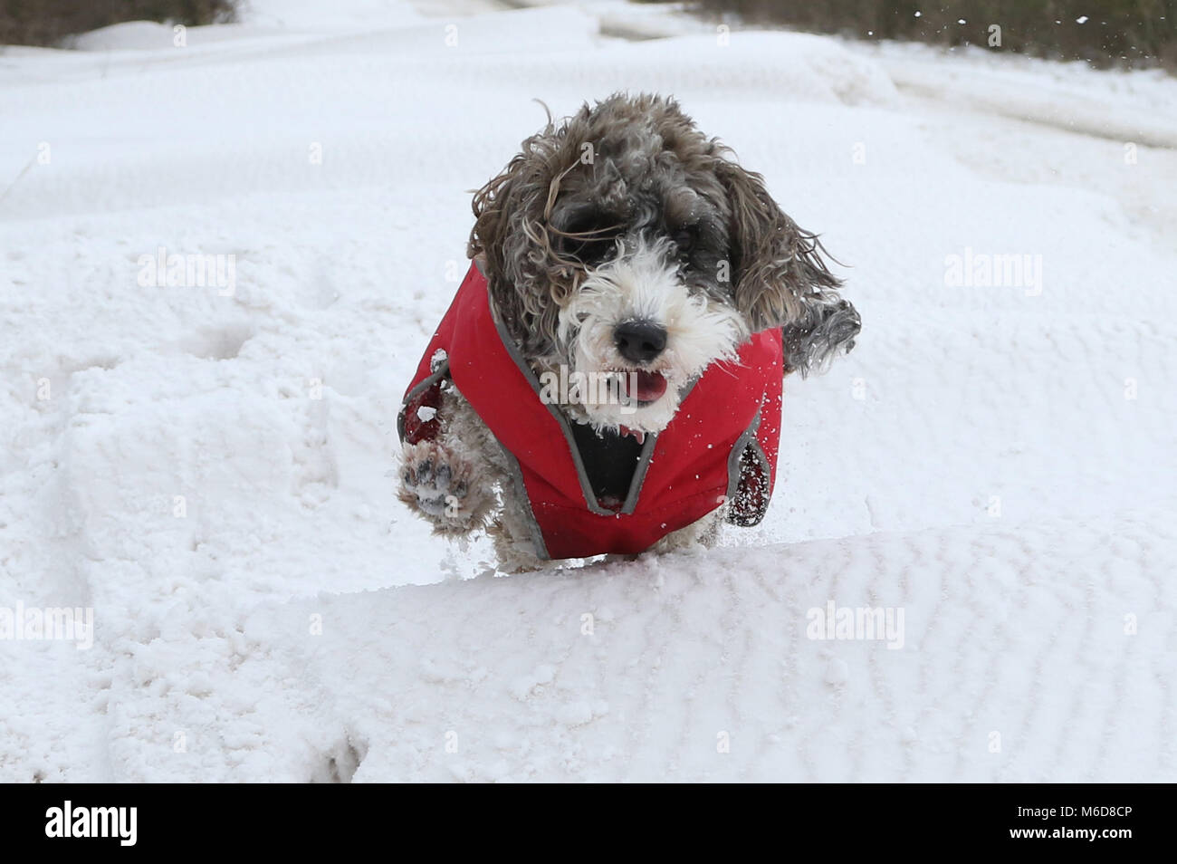 Peterborough, March 2nd 2018. Cookie the cockapoo dog isn't put off by ...
