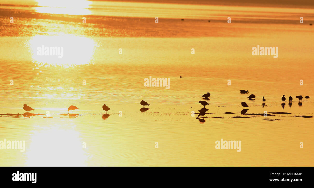 Huize, China's Yunnan Province. 2nd Mar, 2018. Water birds rest on the ...