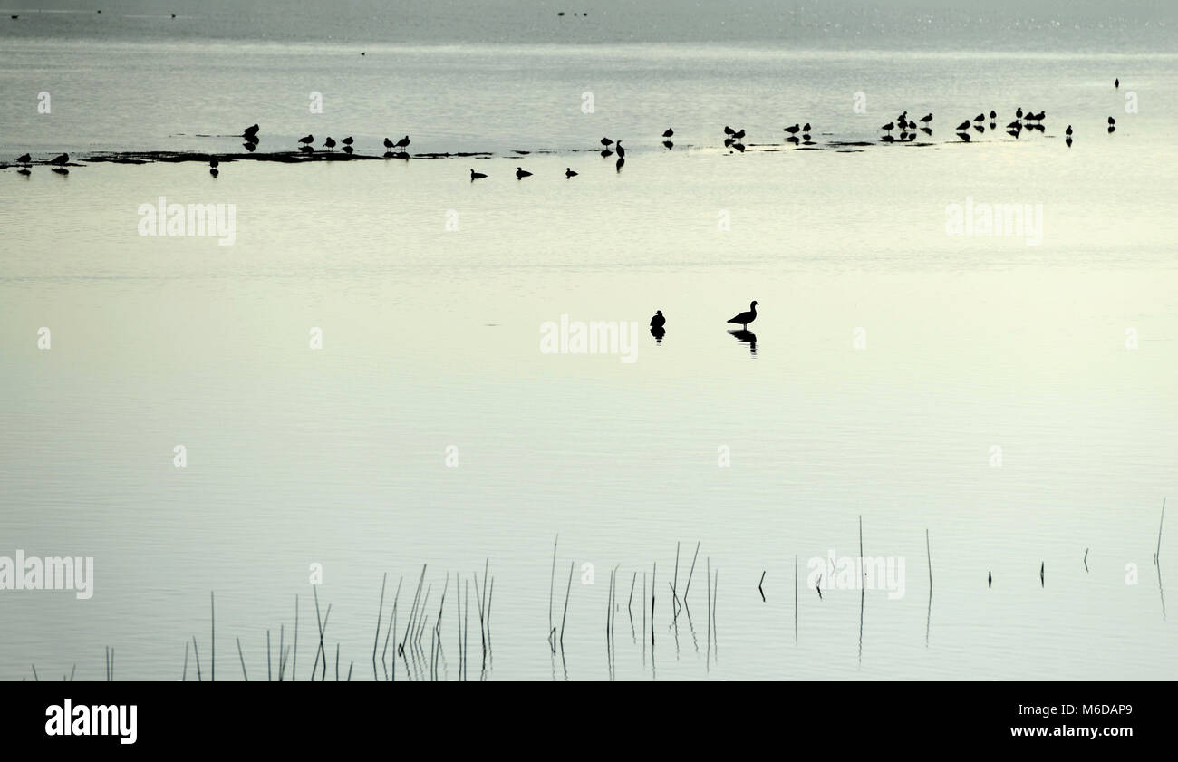 Huize, China's Yunnan Province. 2nd Mar, 2018. Water birds rest on the ...