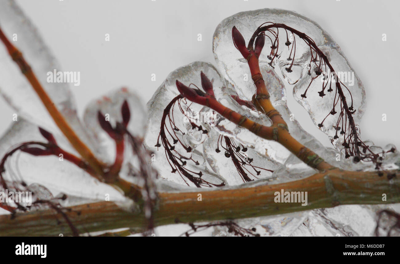 South Devon, 2nd March 2018. The clash of two storms brought unusual ...