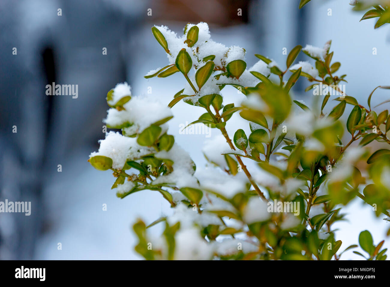 Snowy leaf hi-res stock photography and images - Alamy