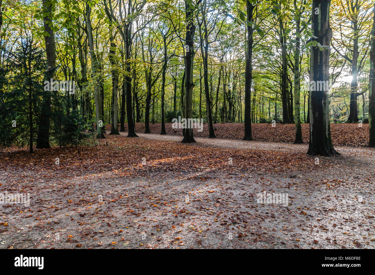 beautiful forest scene with leaves on the ground Stock Photo - Alamy
