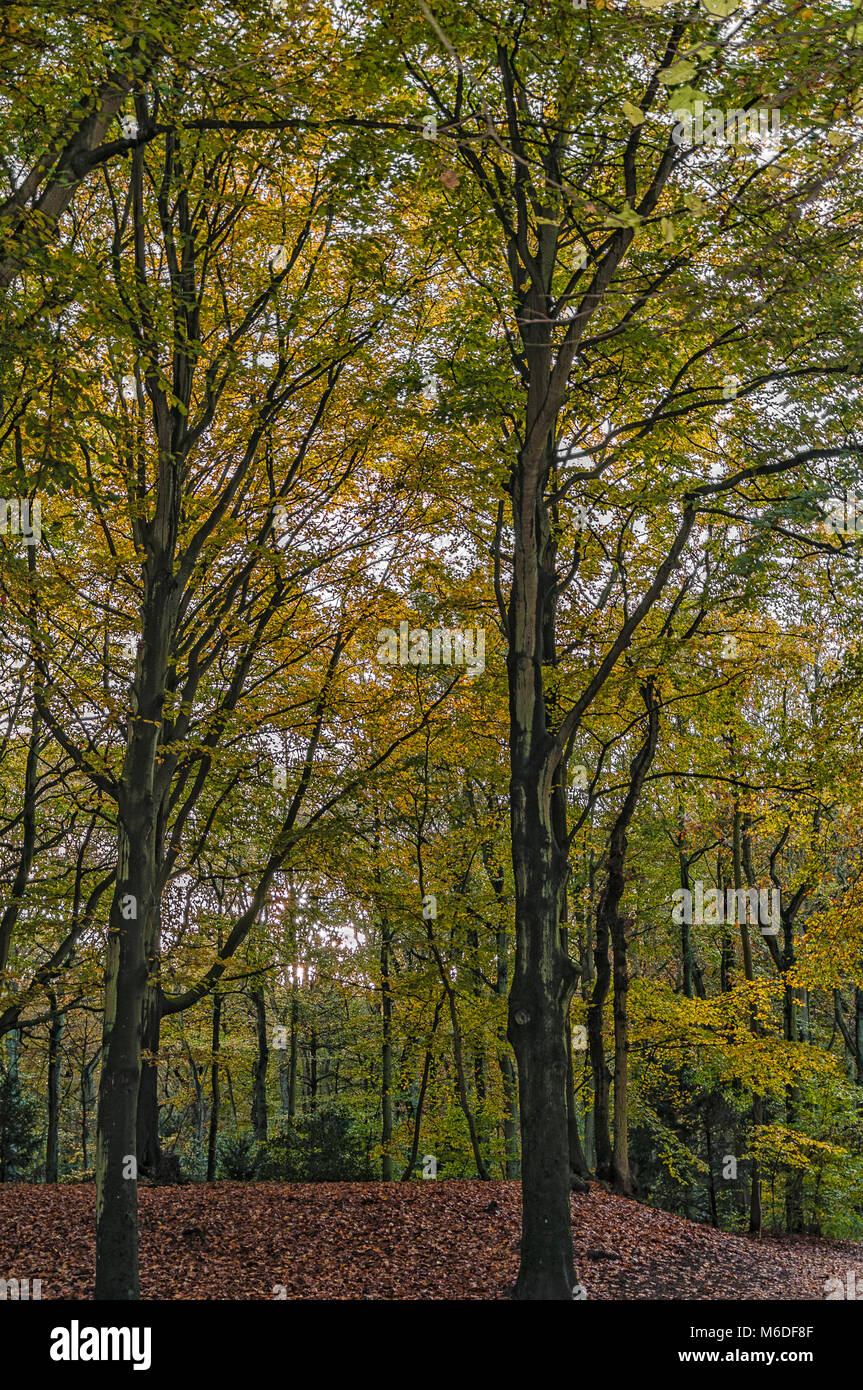 beautiful forest scene with leaves on the ground Stock Photo - Alamy