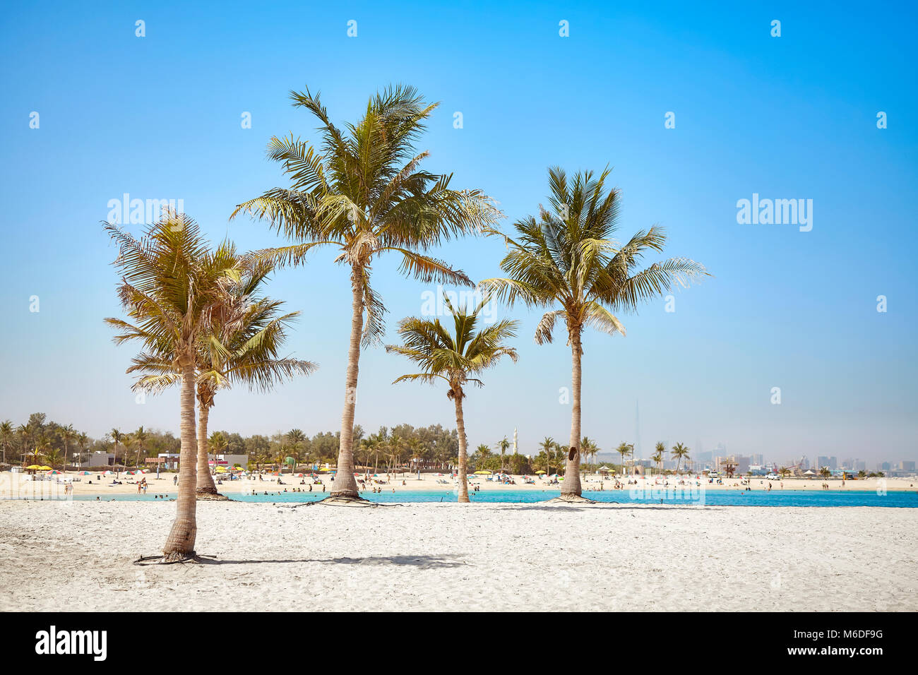 Beautiful beach with coconut palm trees near Dubai, United Arab ...