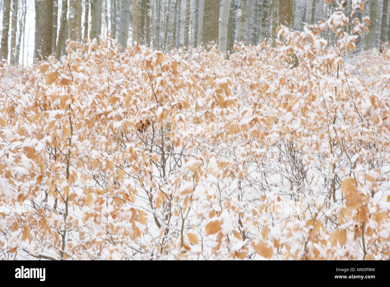 Young beech trees under fresh snow, winter season. Frozen beech leaves ...