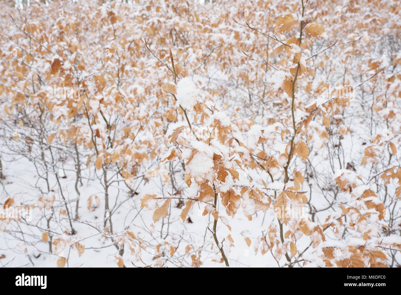 Young beech trees under fresh snow, winter season. Frozen beech leaves ...