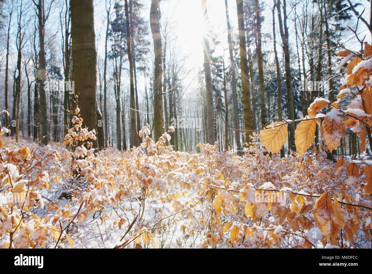 Young beech trees under fresh snow, winter season. Frozen beech leaves ...