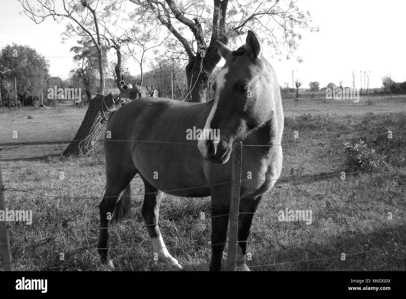 Horse training Black and White Stock Photos & Images - Alamy