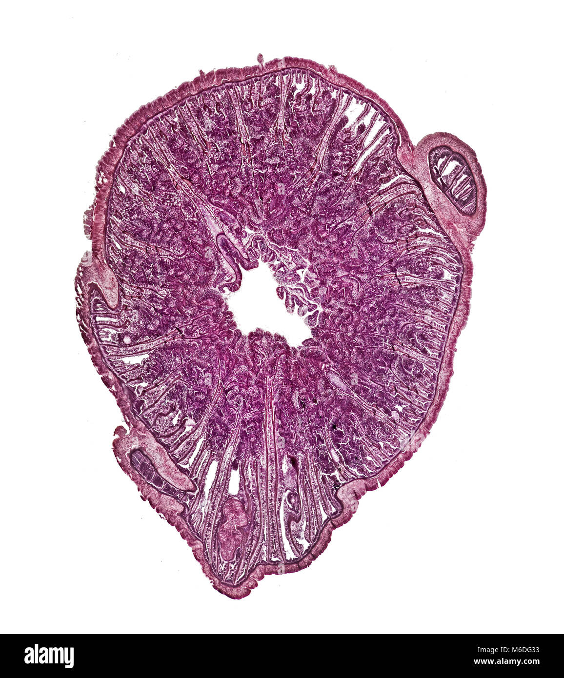 Brightfield hi-res stock photography and images - Alamy