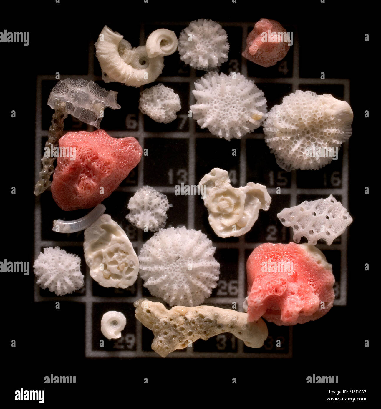 Microscope slide,mixed variety of marine micro fauna, foraminifera, sea debris Stock Photo - Alamy