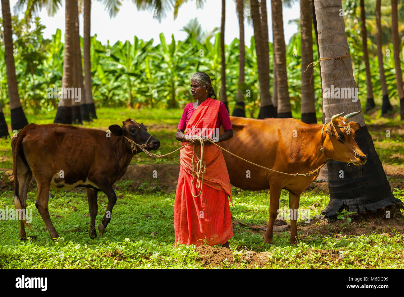 Old trees in coconut grove hi-res stock photography and images - Alamy