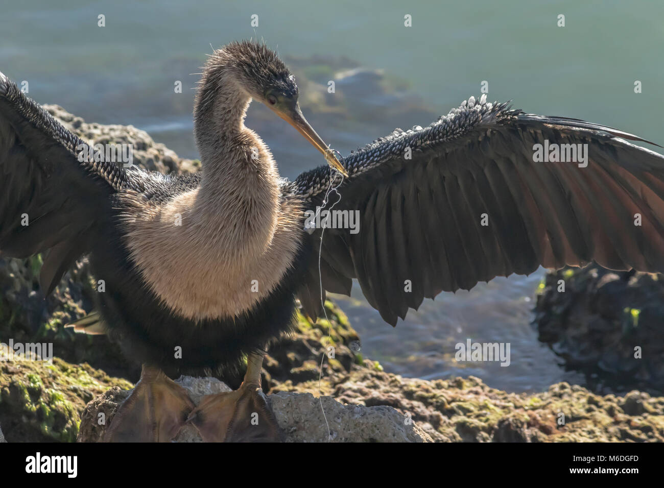 Anhinga entangled in fishing line and tackle tries to free itself near ...
