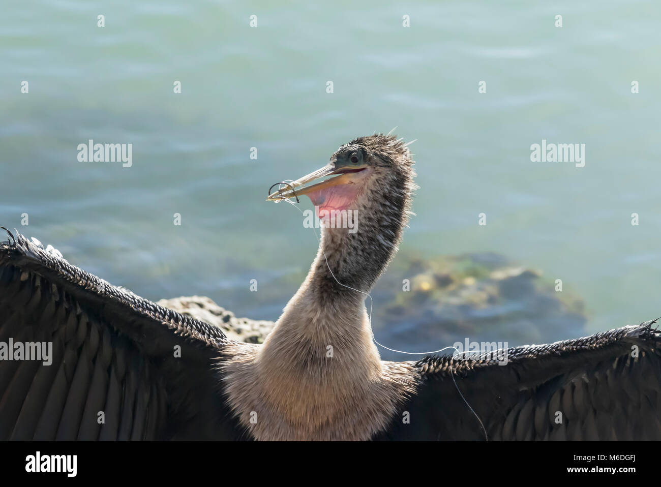 Anhinga entangled in fishing line and tackle tries to free itself near ...