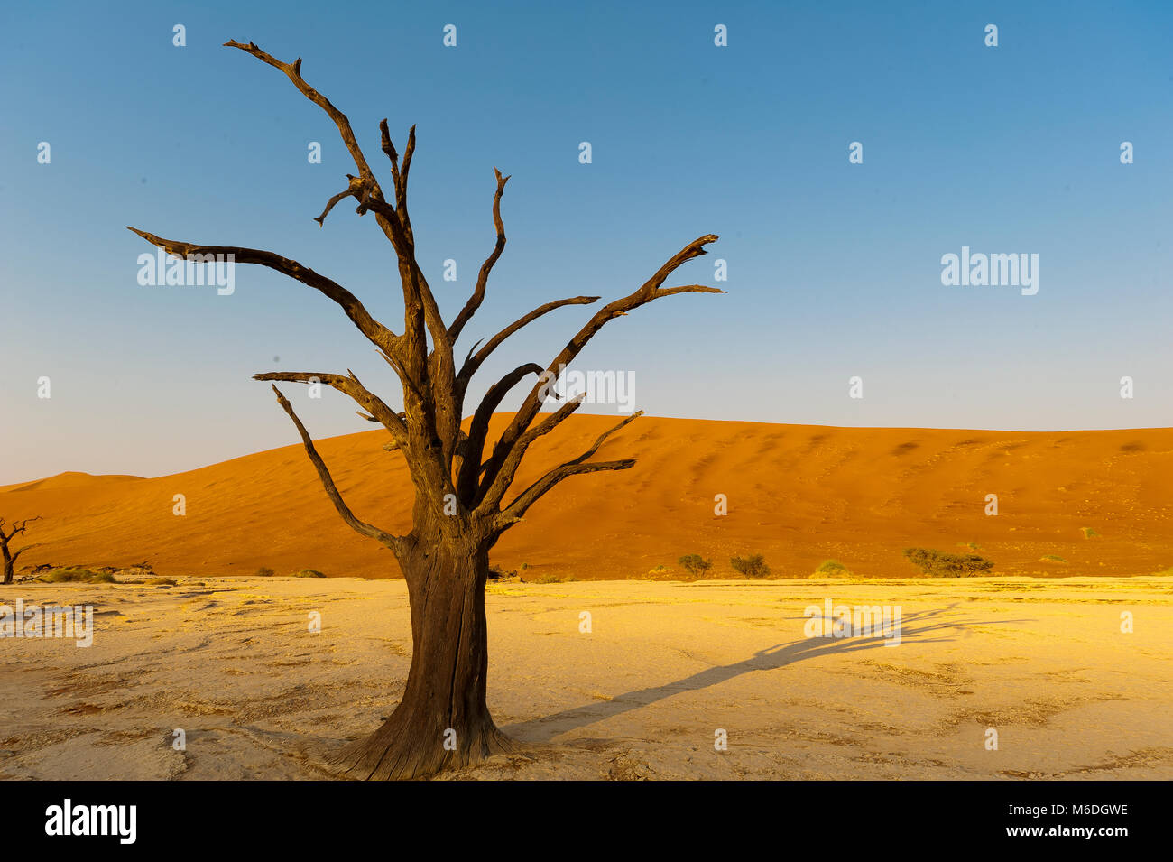 Dead trees at Dead Vlei area, Namib Naukluft National Park, Namibia ...