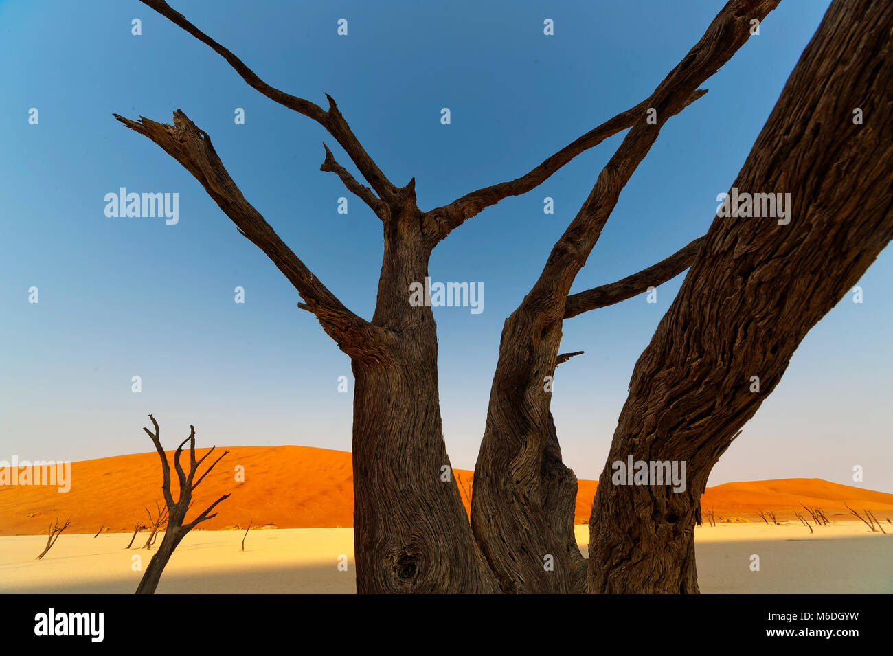Dead trees at Dead Vlei area, Namib Naukluft National Park, Namibia ...