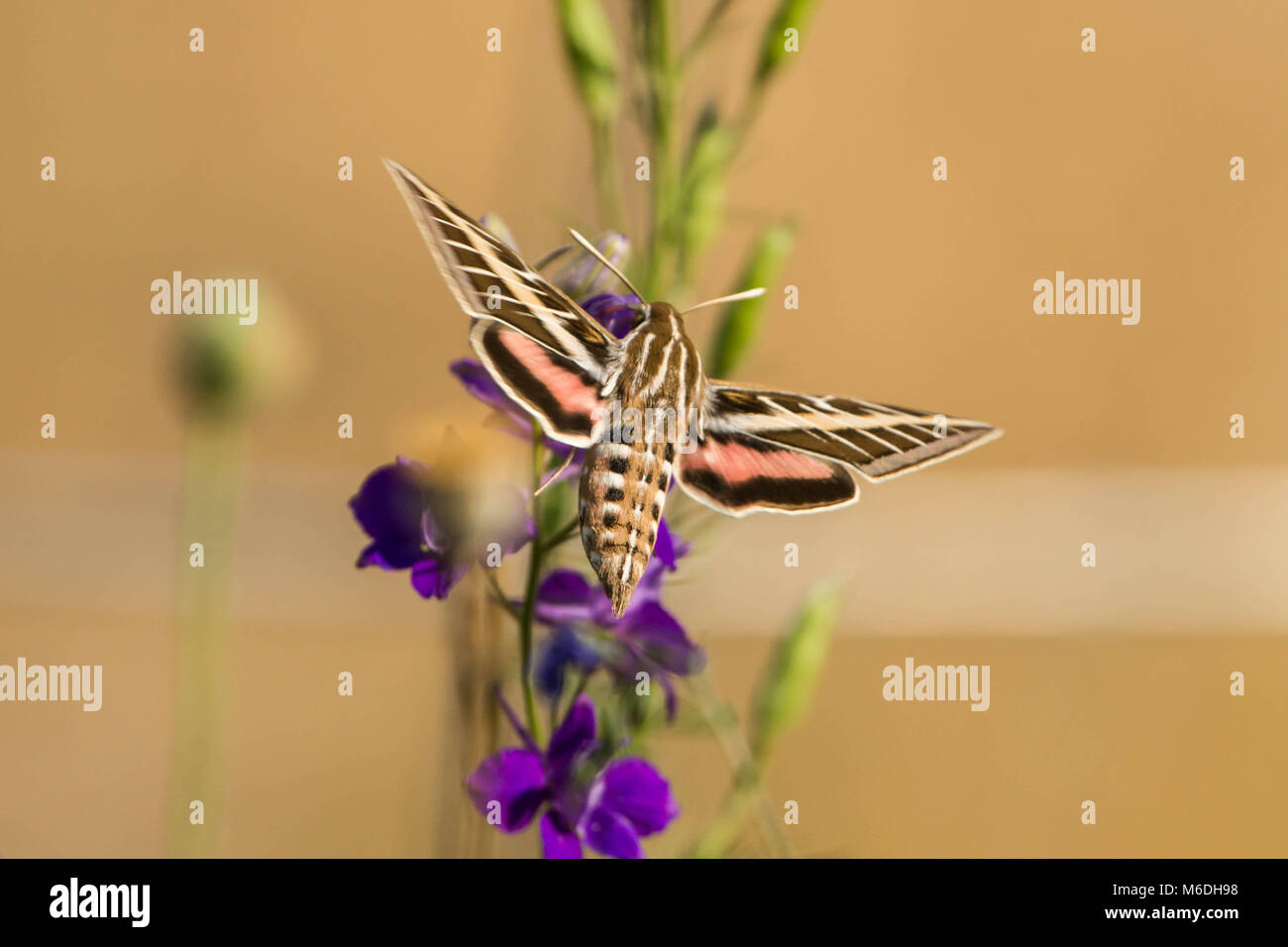 Sphinx moth hi-res stock photography and images - Alamy