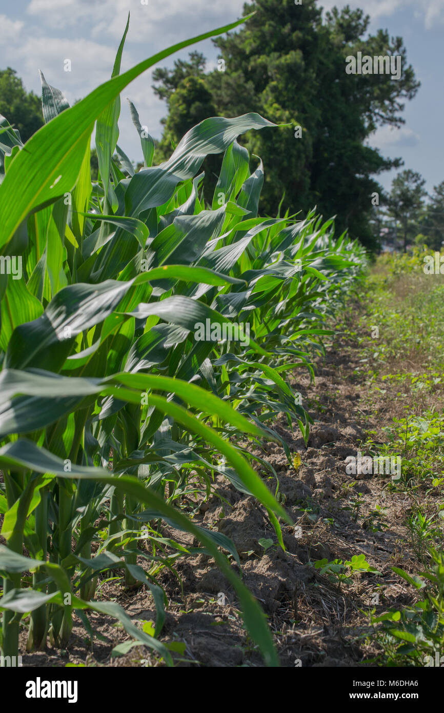 It's growing season in North Carolina. Rows and rows of corn fields ...