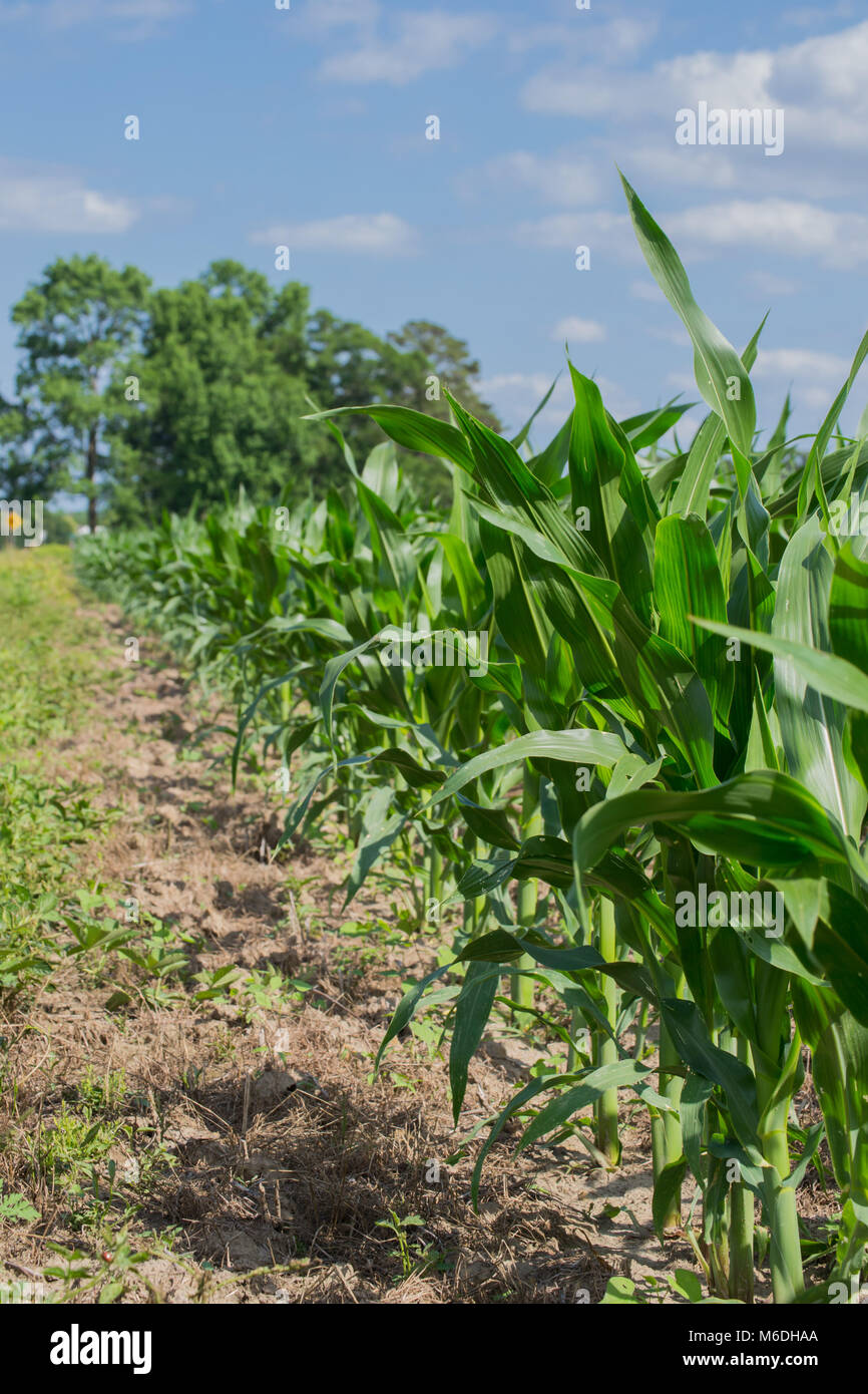 It's growing season in North Carolina. Rows and rows of corn fields ...