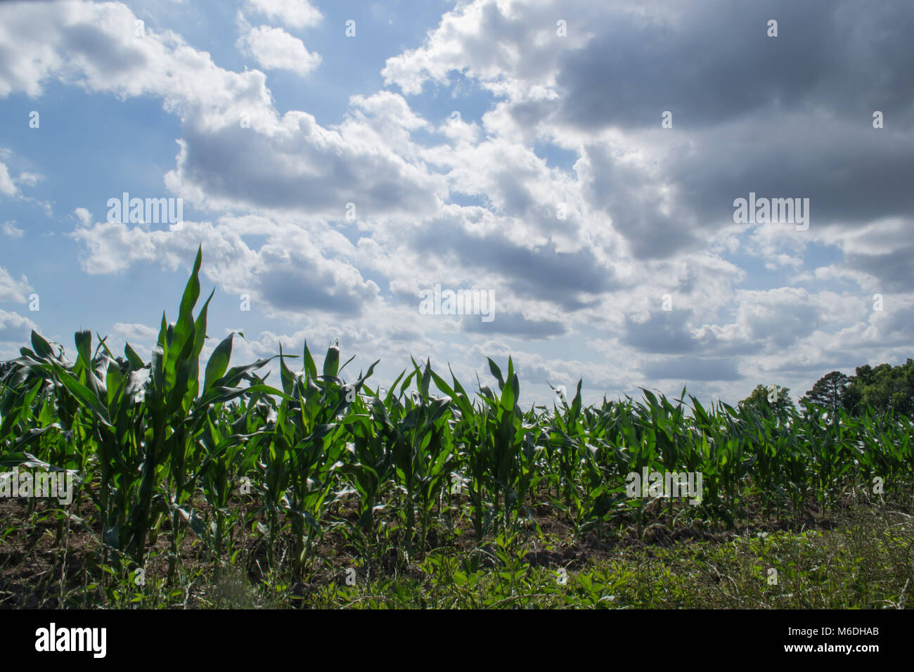 It's growing season in North Carolina. Rows and rows of corn fields ...