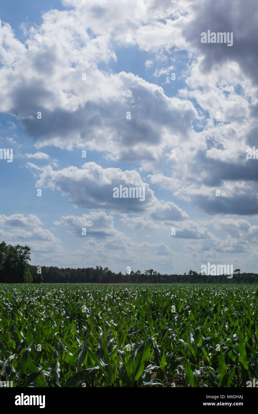 It's growing season in North Carolina. Rows and rows of corn fields ...