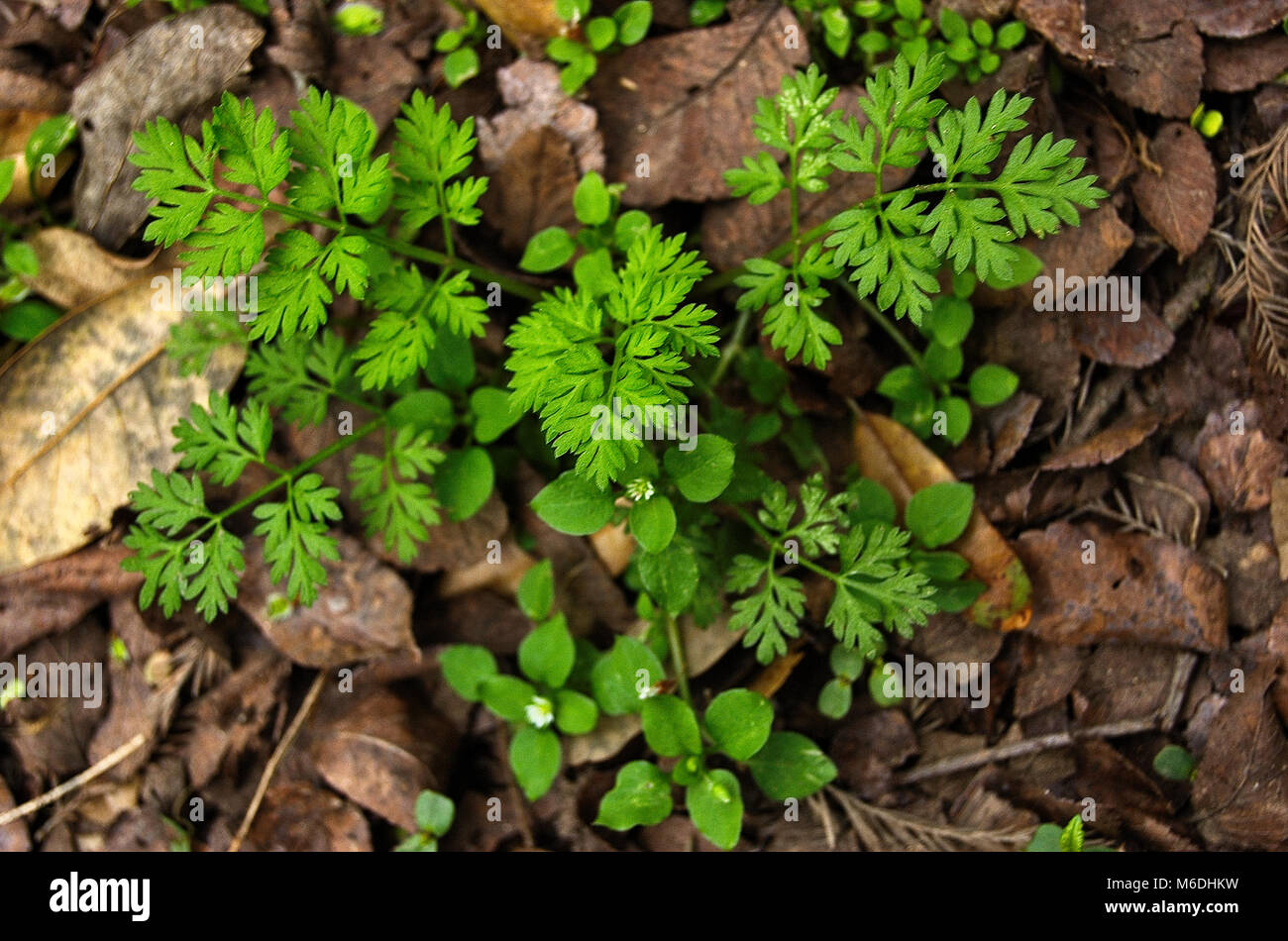 New green plants sprouting from fall winter leaves on the ground Stock ...
