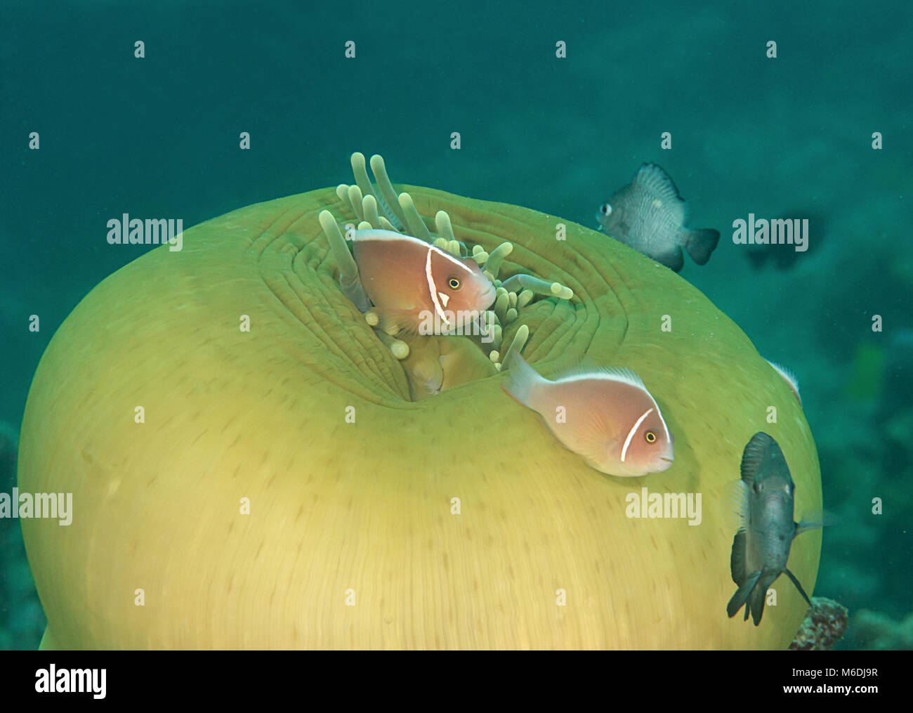 Pink skunk clownfish ( Amphiprion perideraion ) and damselfish dancing ...
