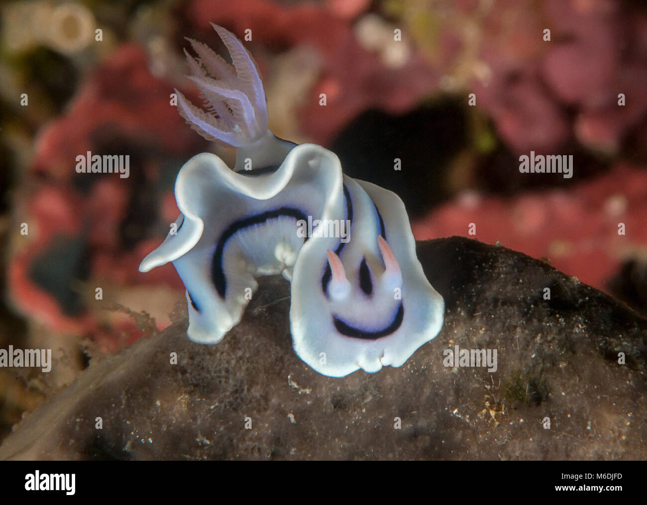 Lochs chromodoris nudibranch hi-res stock photography and images - Alamy