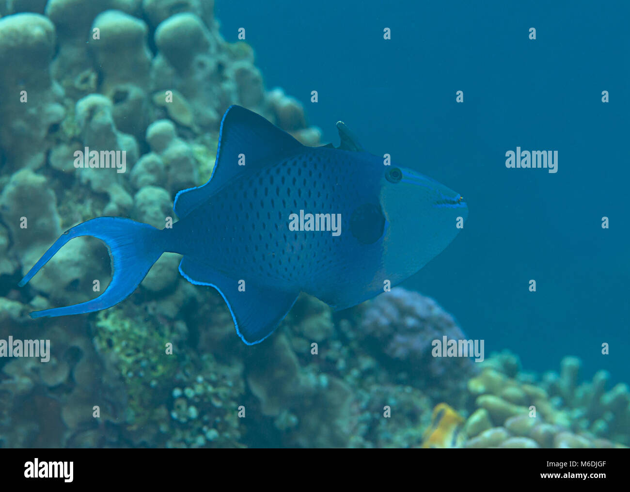 Red-toothed triggerfish ( Odonus niger ) swimming over coral reef of ...