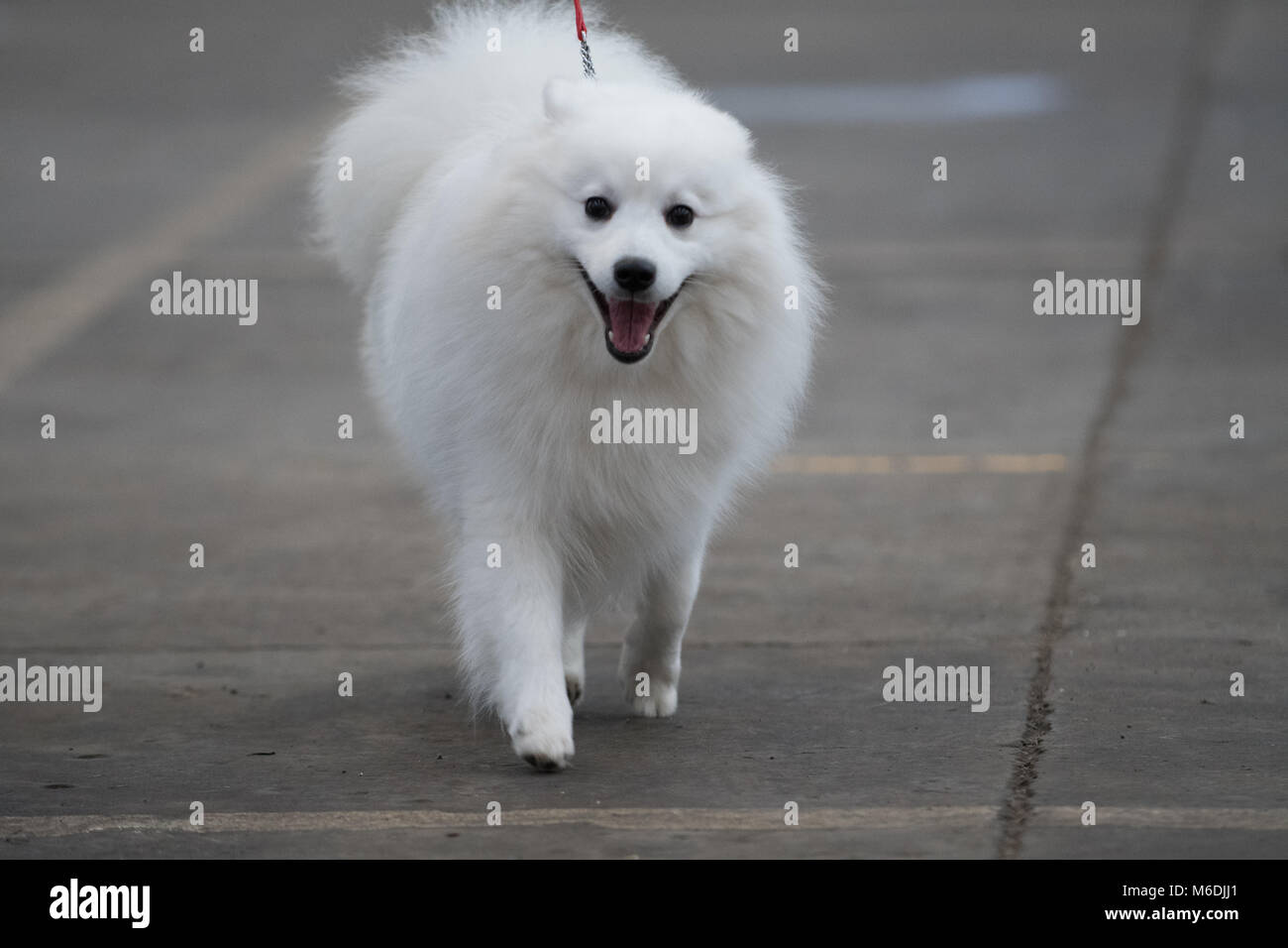 Eskimo spitz dog hi-res stock photography and images - Alamy