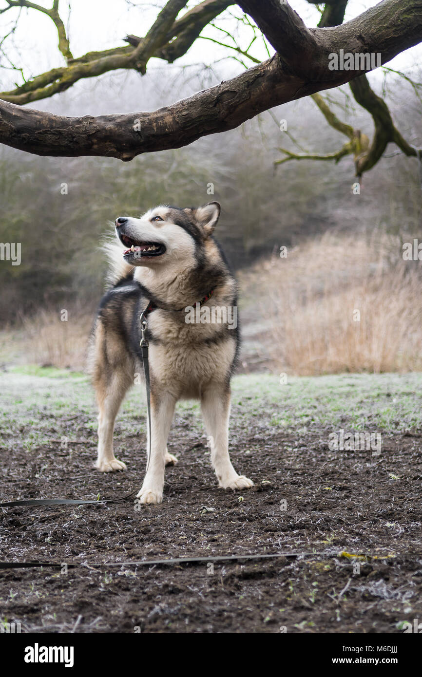 Alaskan Malamute Outdoors Stock Photo - Alamy