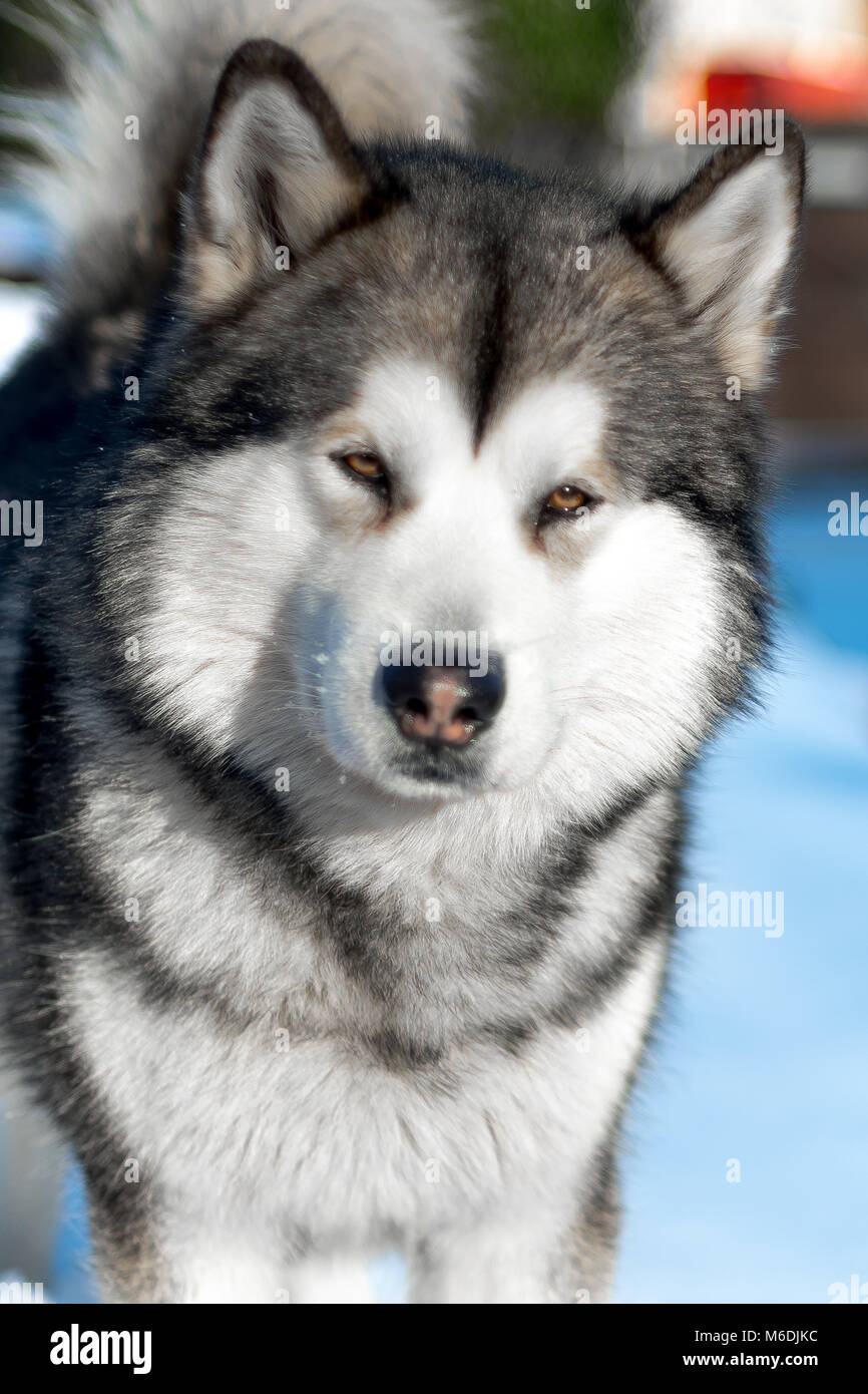 Alaskan Malamute in the Snow Stock Photo - Alamy