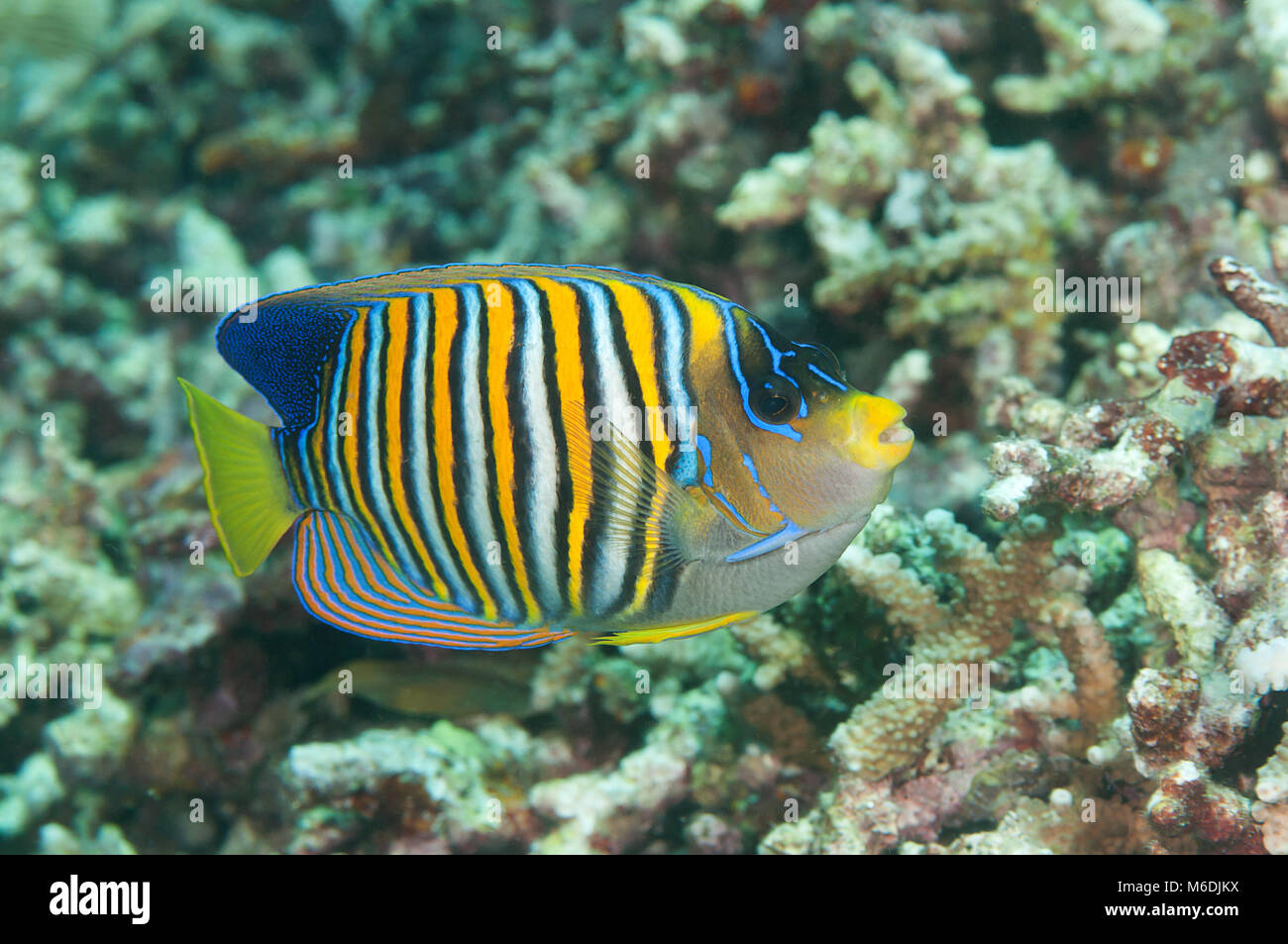 Royal or regal angelfish (Pygoplites diacanthus) swimming over coral ...