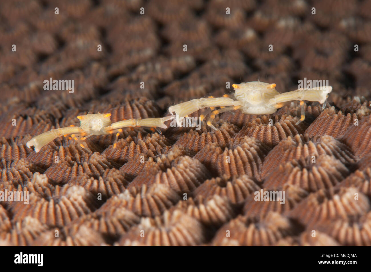 Two crowned coral crab ( Quadrella coronata) resting on coral of Bali ...