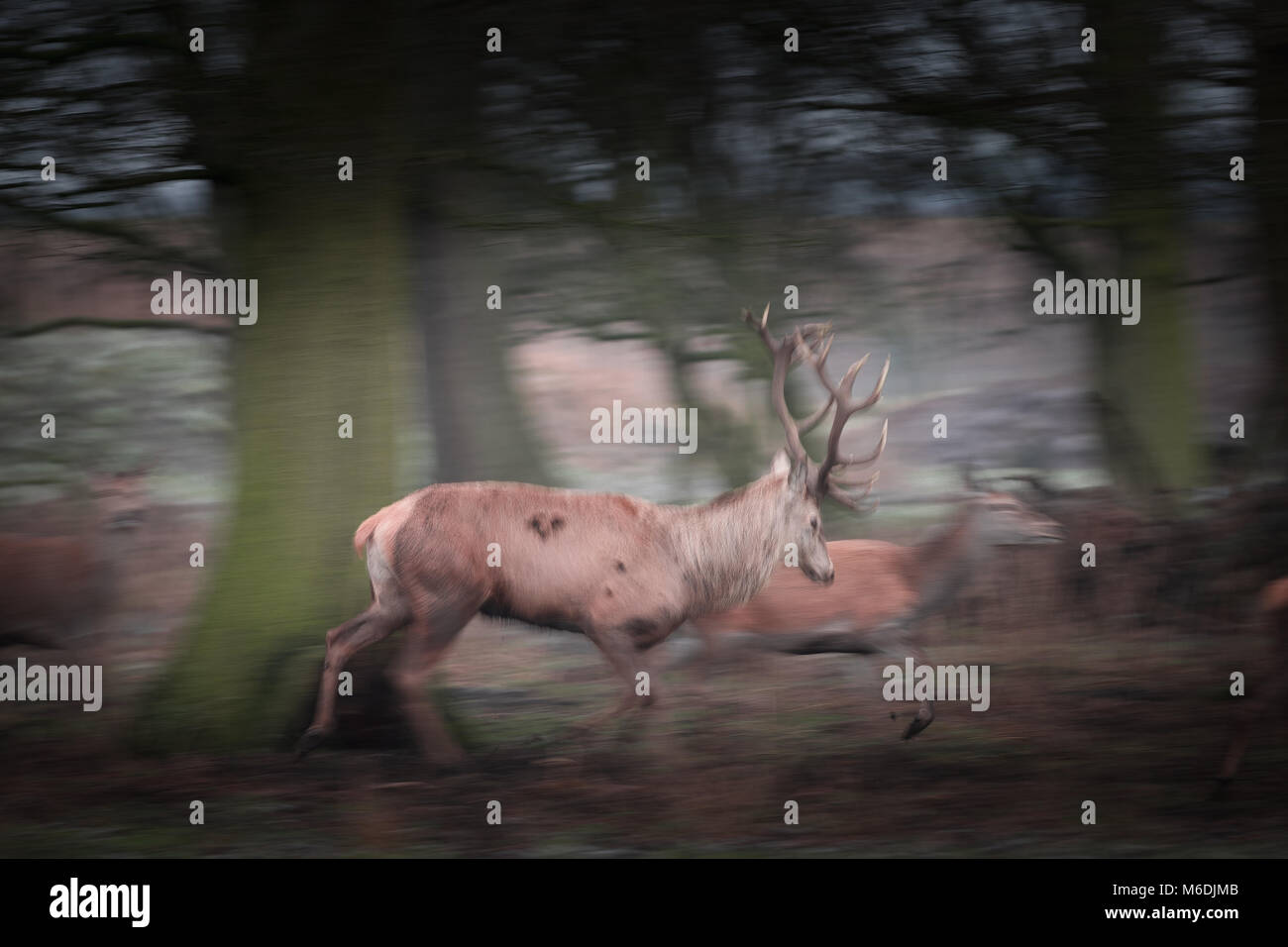 Stag running hi-res stock photography and images - Alamy