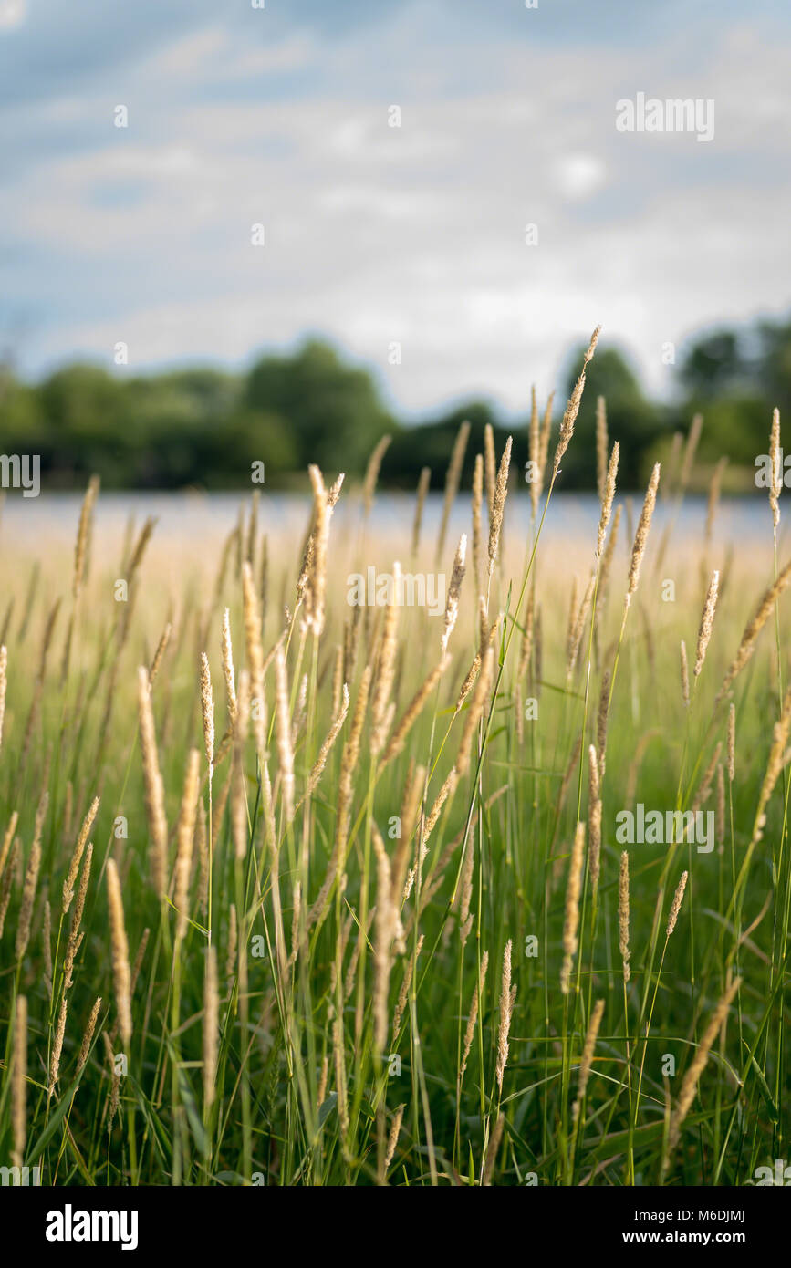 Illinois prairie grass hi-res stock photography and images - Alamy