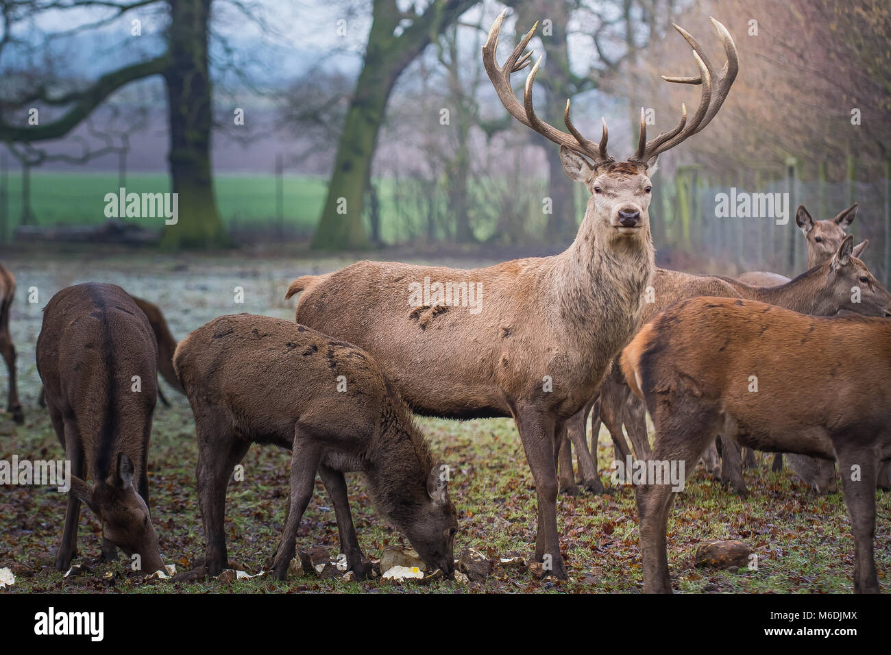 Stag and Deer Stock Photo - Alamy