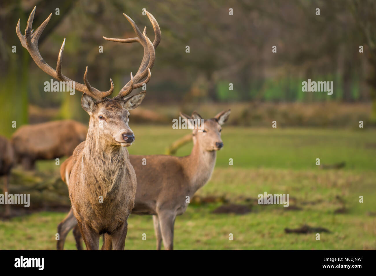 Stag and Deer Stock Photo - Alamy