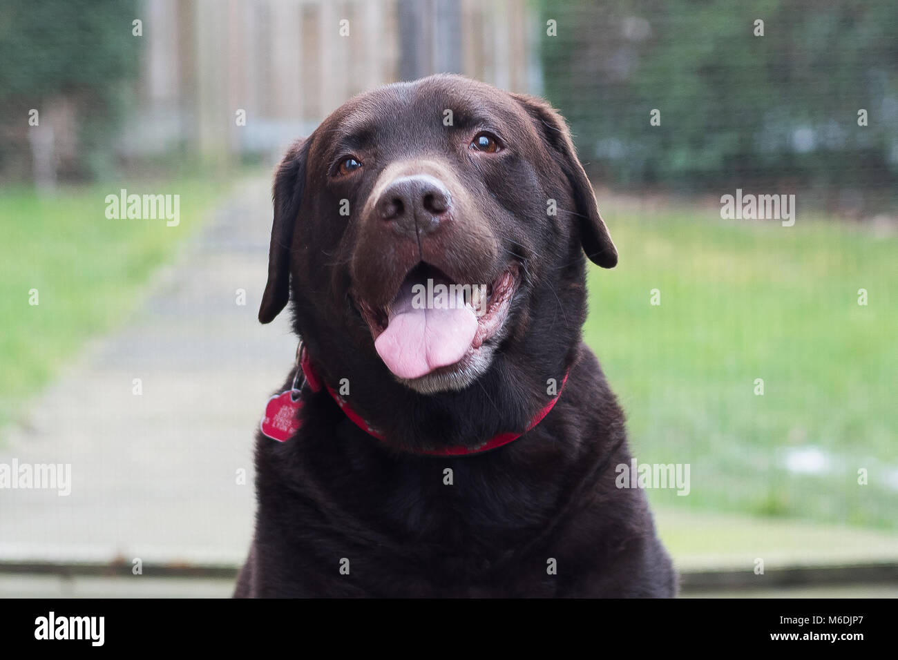 Chocolate Labrador Retriever Stock Photo - Alamy