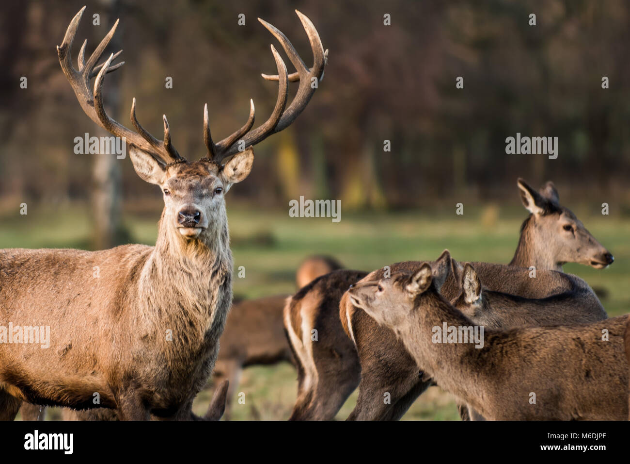 Stag and Deer Stock Photo - Alamy