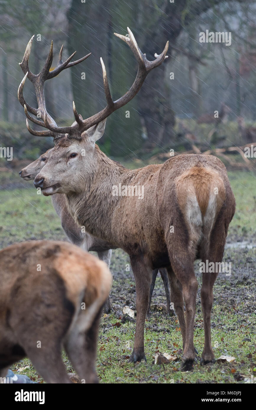 Stag and Deer Stock Photo - Alamy