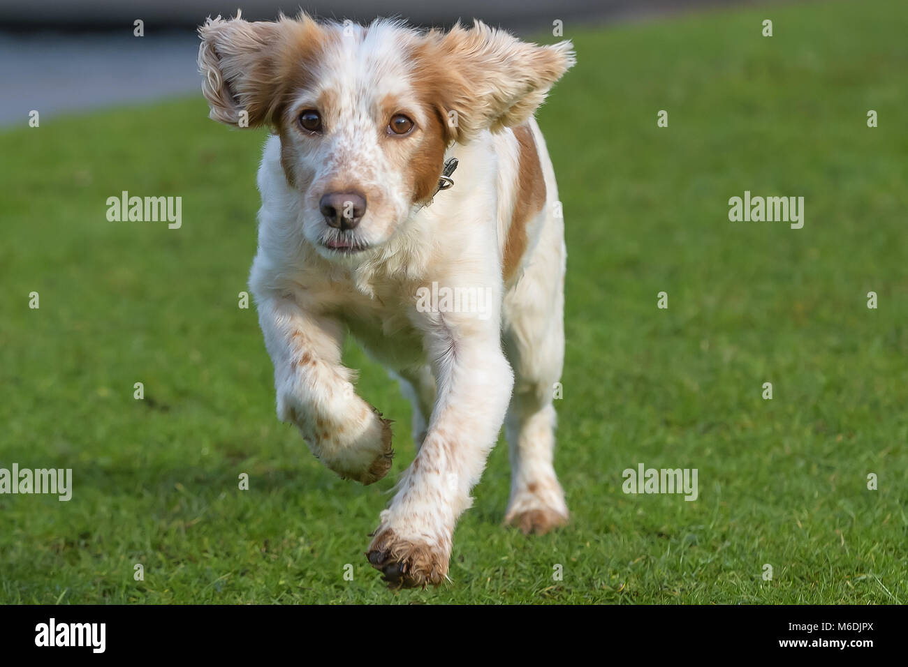 Pontefract park hi-res stock photography and images - Alamy