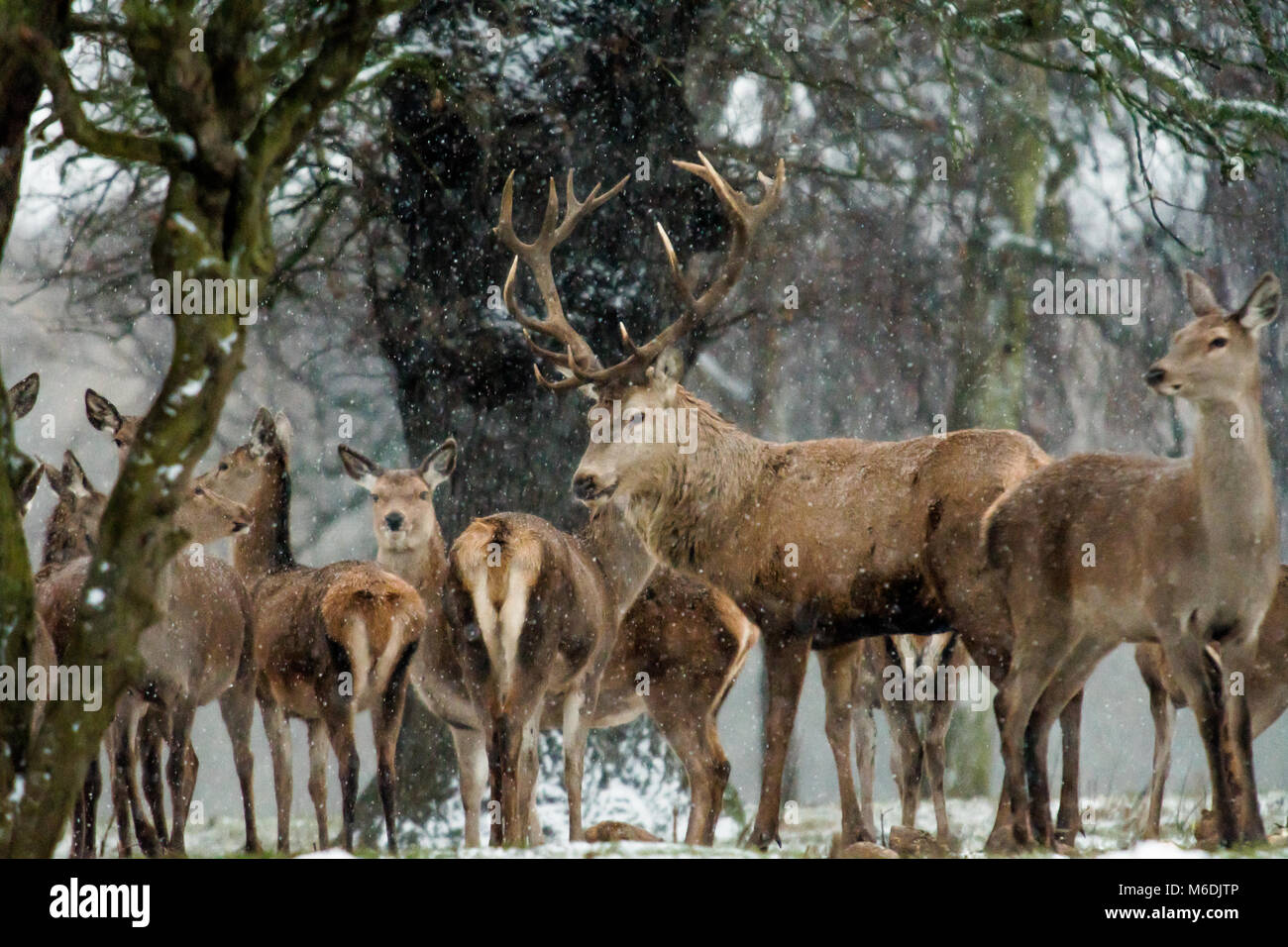 Stag in the snow Stock Photo - Alamy