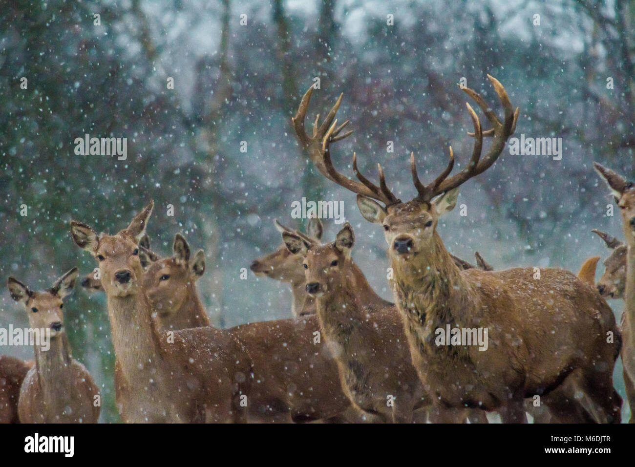 Stag in the snow Stock Photo - Alamy