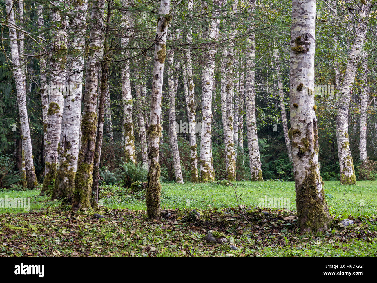 Birch trees, trunks covered with moss, at Cevallos Campsite, village of ...