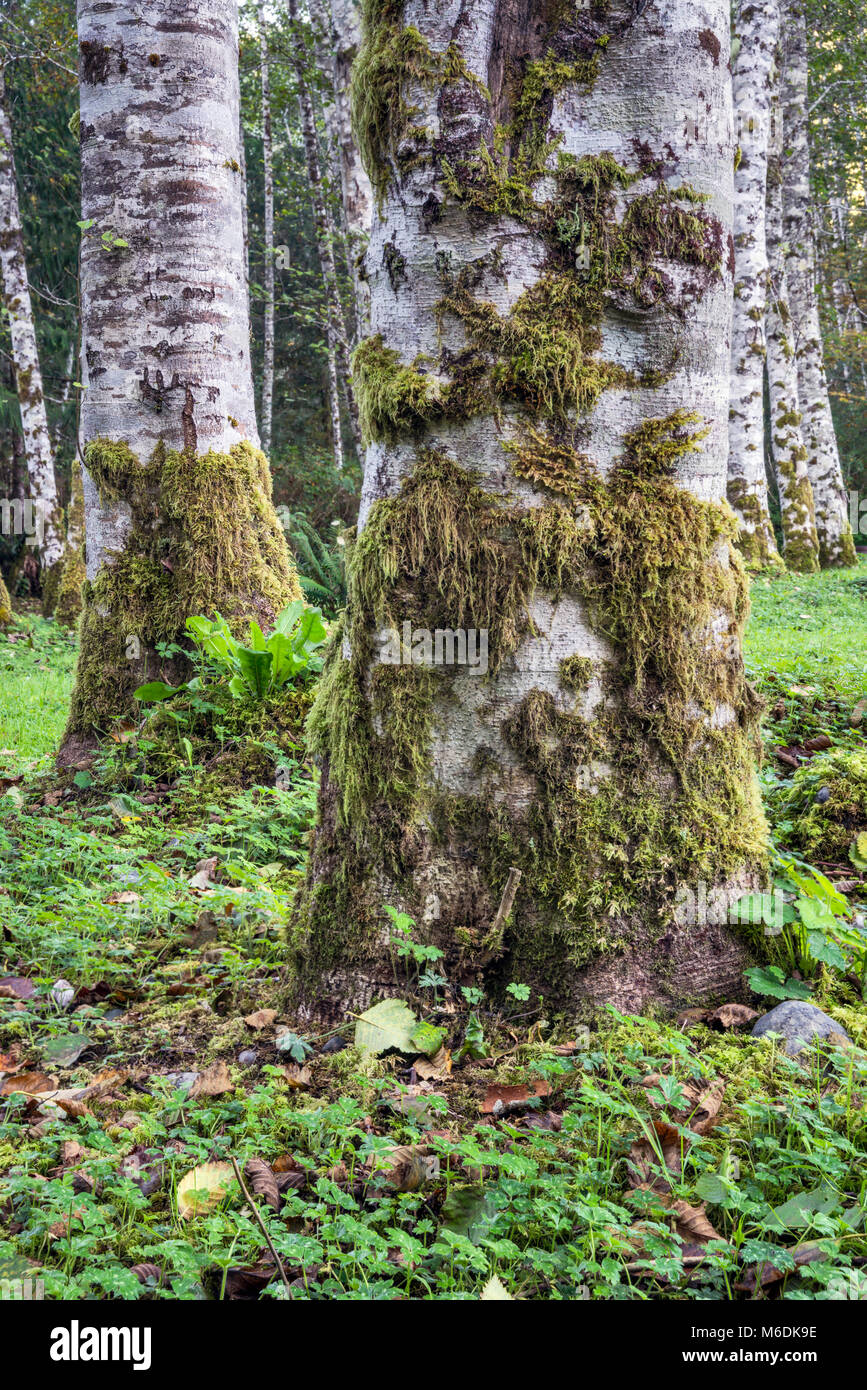 Birch trees, trunks covered with moss, at Cevallos Campsite, village of ...