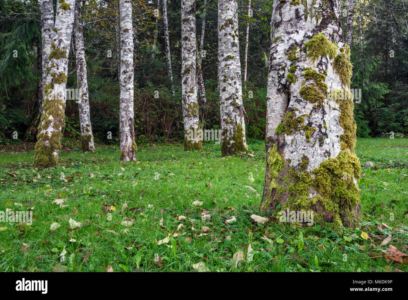 Birch trees, trunks covered with moss, at Cevallos Campsite, village of ...